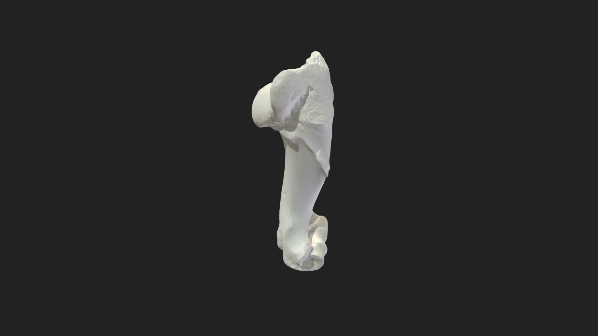 right bovine humerus - 3D model by vetanatMunich [3c2fa8e] - Sketchfab