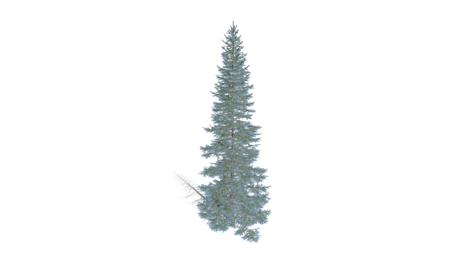 Realistic HD Colorado Blue spruce (3/43) - Buy Royalty Free 3D model by ...