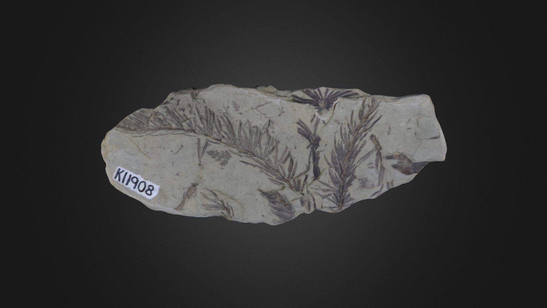 Horsetail Asterophyllites Sp PRI 50619 Download Free 3D Model By Digital Atlas Of Ancient 