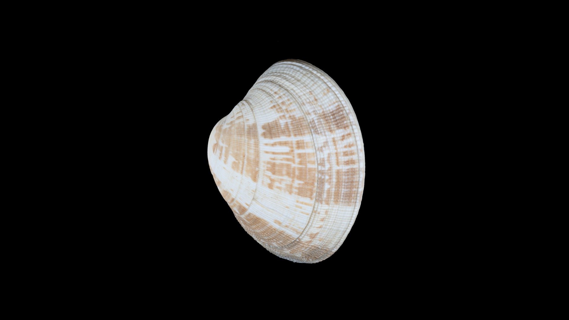 Bivalve - 3D model by hkmu.3d.intertidal [3c390b7] - Sketchfab