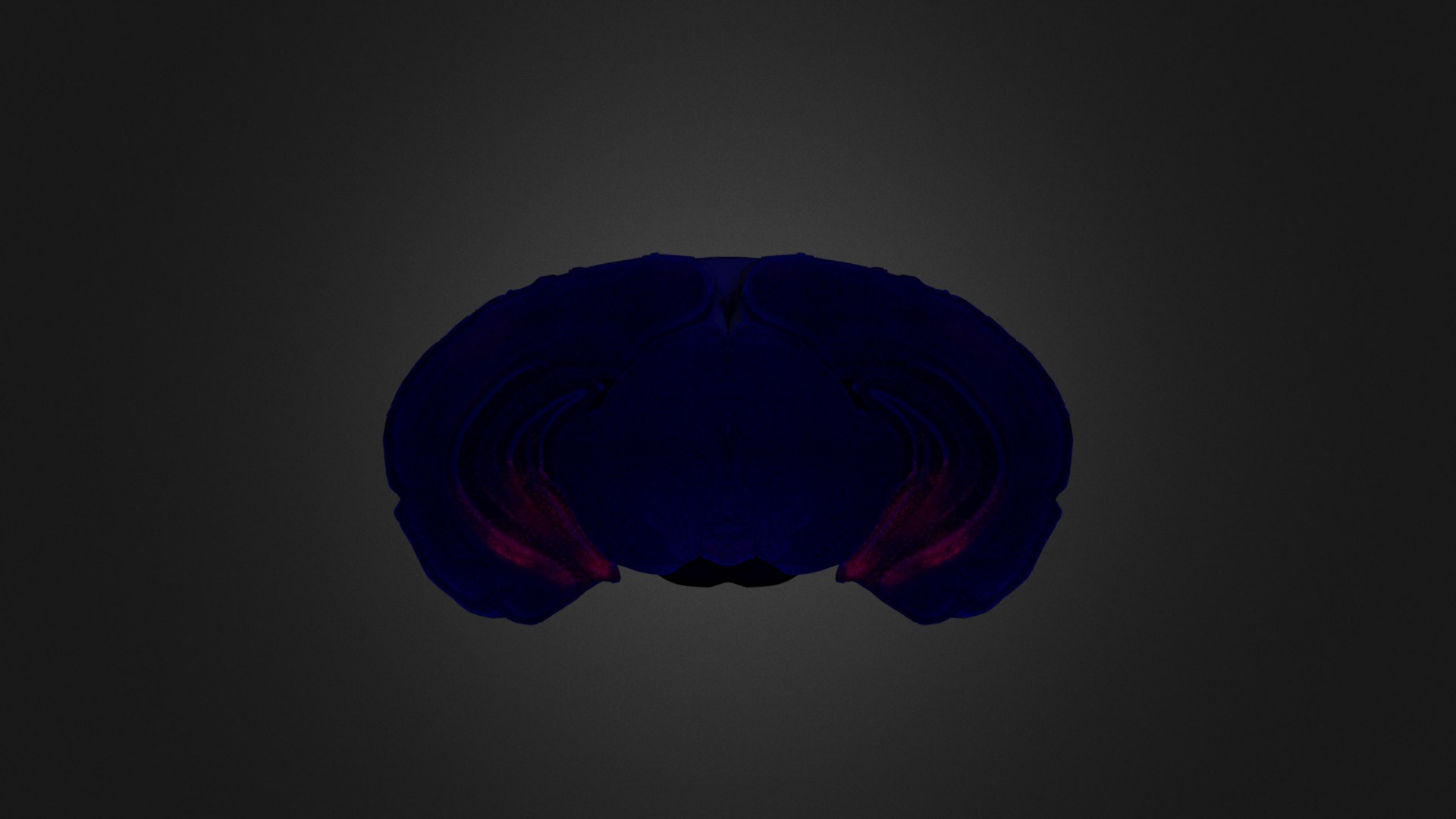 Mouse Brain - 3D model by ojones [3c45495] - Sketchfab