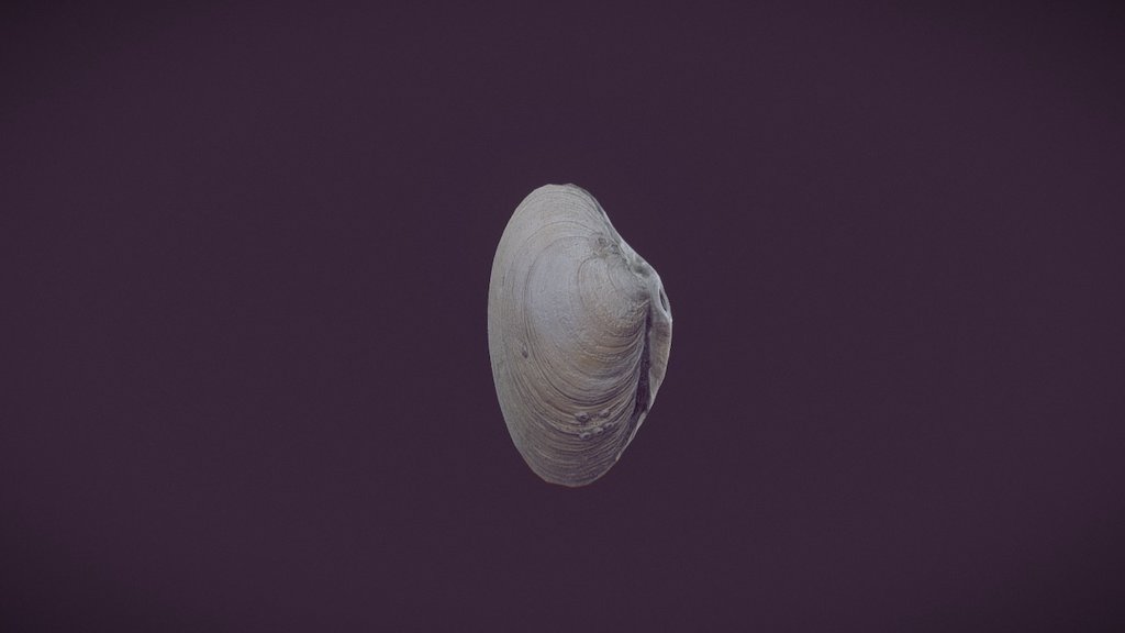 Shell03 (Photogrammetry) - 3D model by pixelvspixel [3c45f0f] - Sketchfab