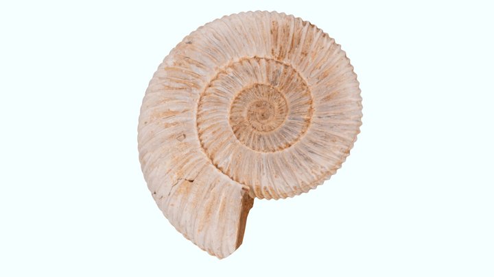 Ammonoidea 3D models - Sketchfab