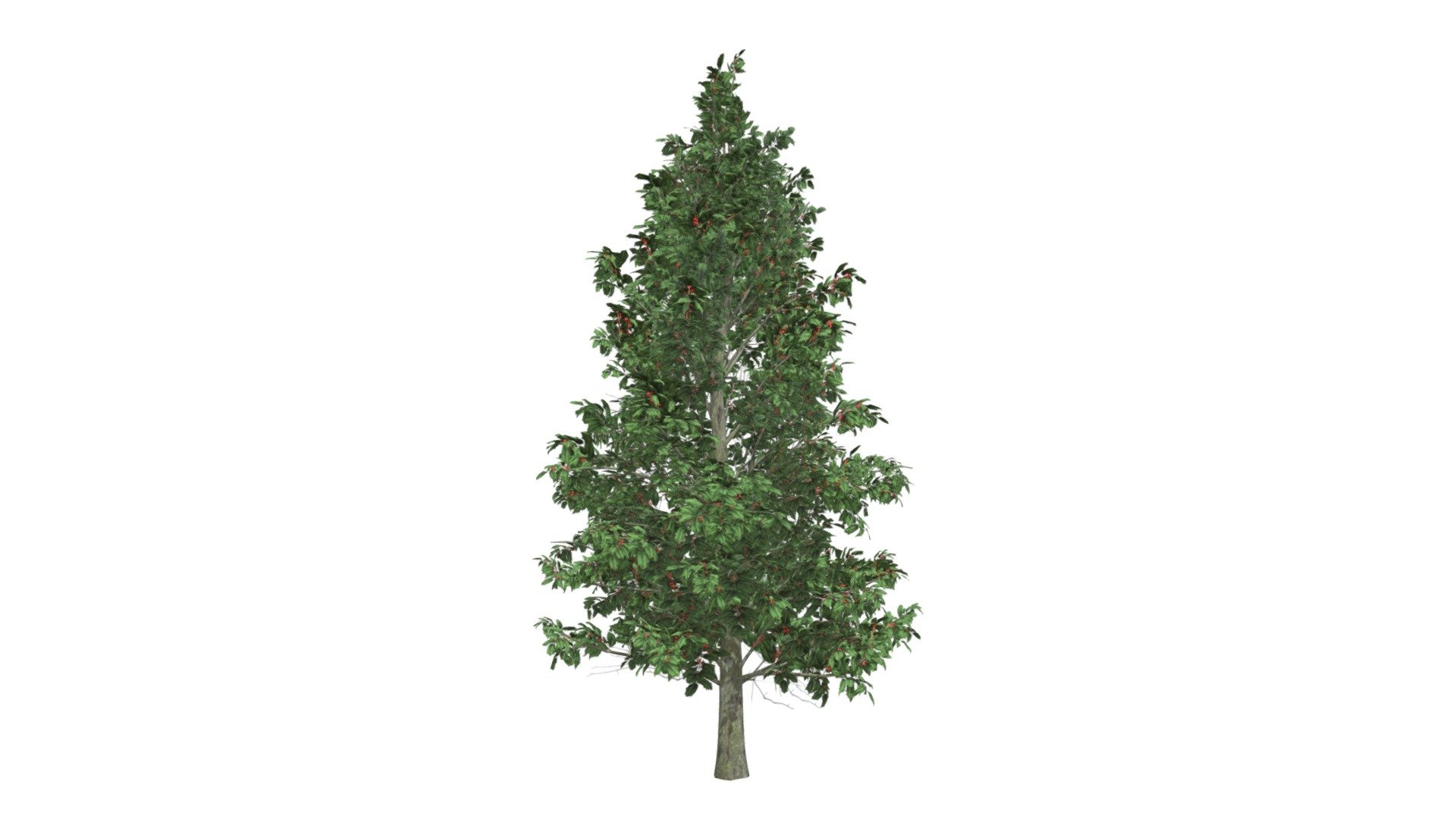 American Holly Tree #01 - Buy Royalty Free 3D model by meshshape ...