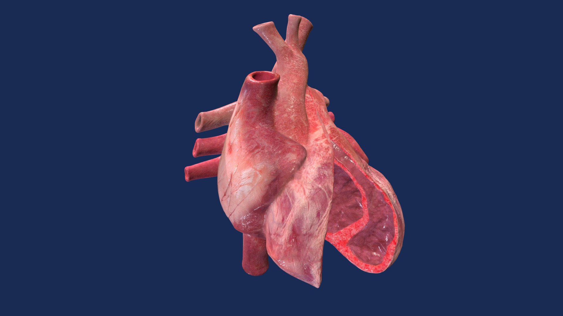 heart open dissection animation - Buy Royalty Free 3D model by flarar ...