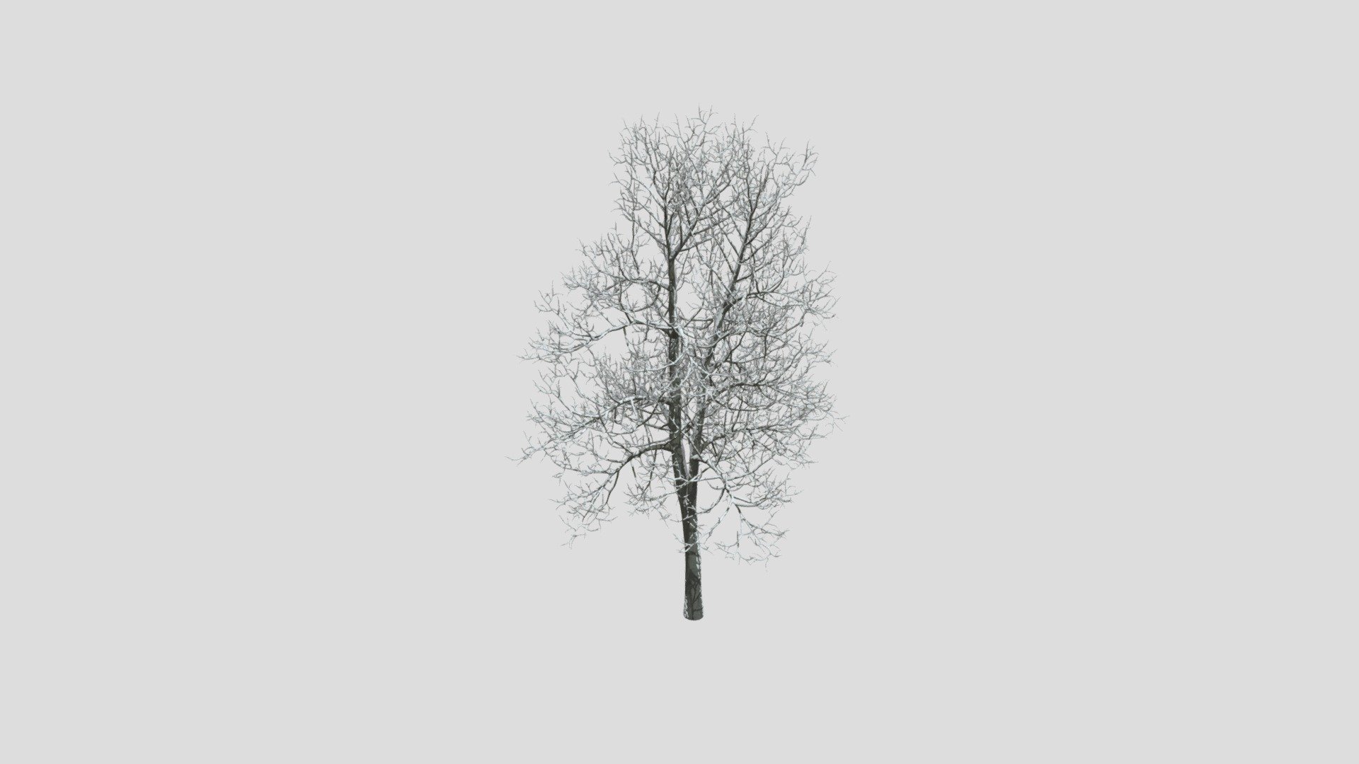 Tilia 66 AM258 Archmodel - Buy Royalty Free 3D model by Evermotion ...