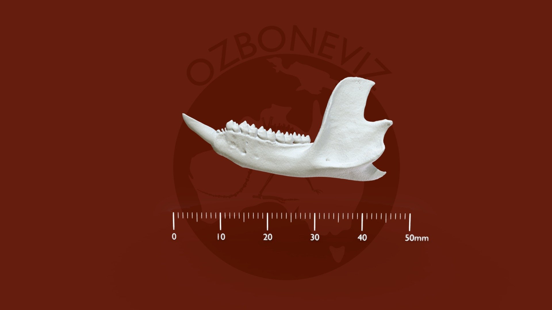 Ringtail possum dentary - 3D model by Ozboneviz [3c4f598] - Sketchfab