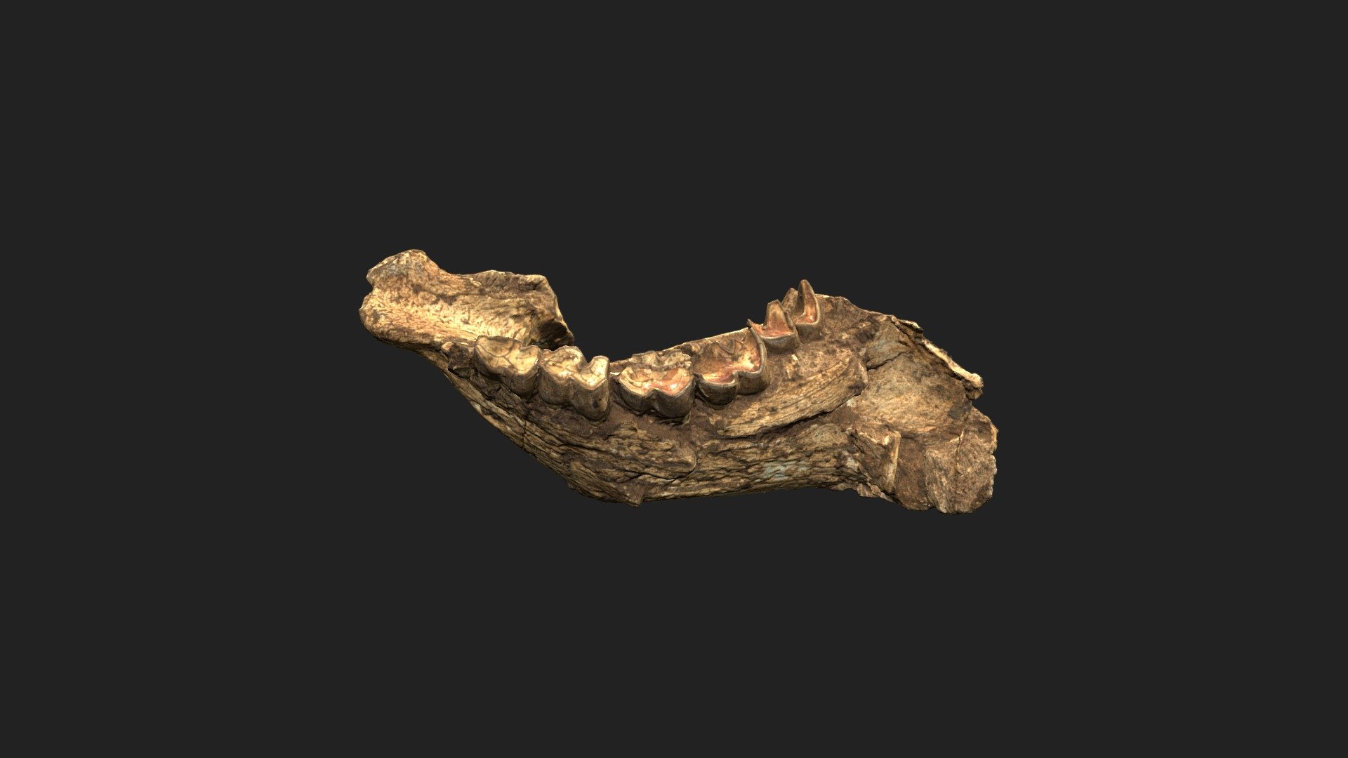 KNM-FT-2874-jawbone - 3D model by EARTH SCIENCES DEPARTMENT NMK3D ...