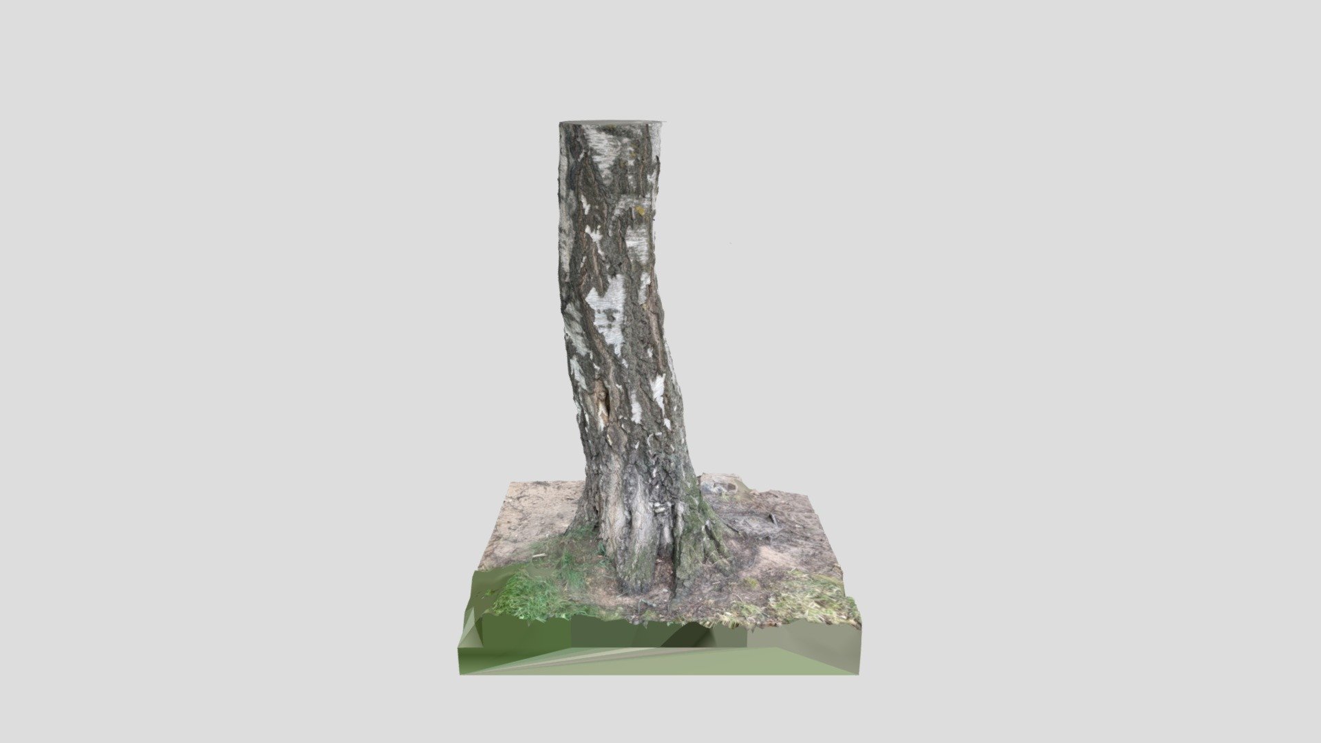 Birch Tree - Download Free 3D model by marc_rtz [3c648ed] - Sketchfab