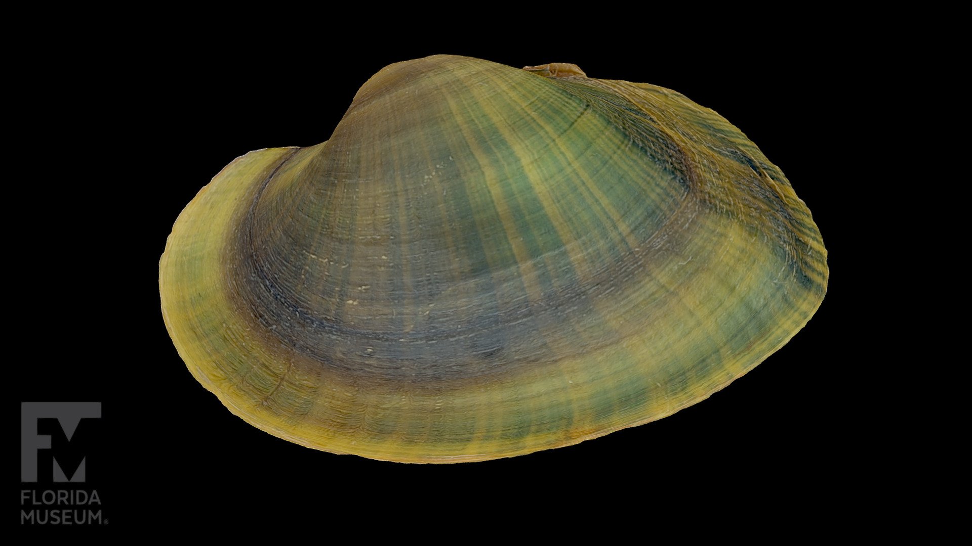 Creeper - Freshwater Mussel - 3D model by FloridaMuseum [3c65192 ...