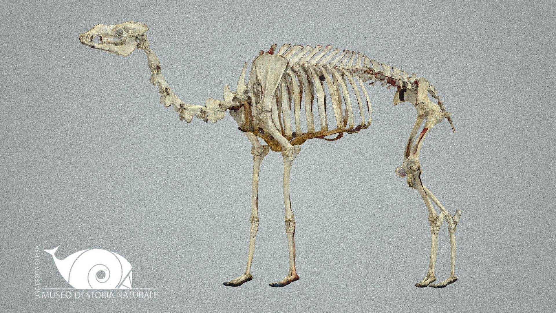 Dromedary - 3D model by Natural History Museum, University of Pisa ...