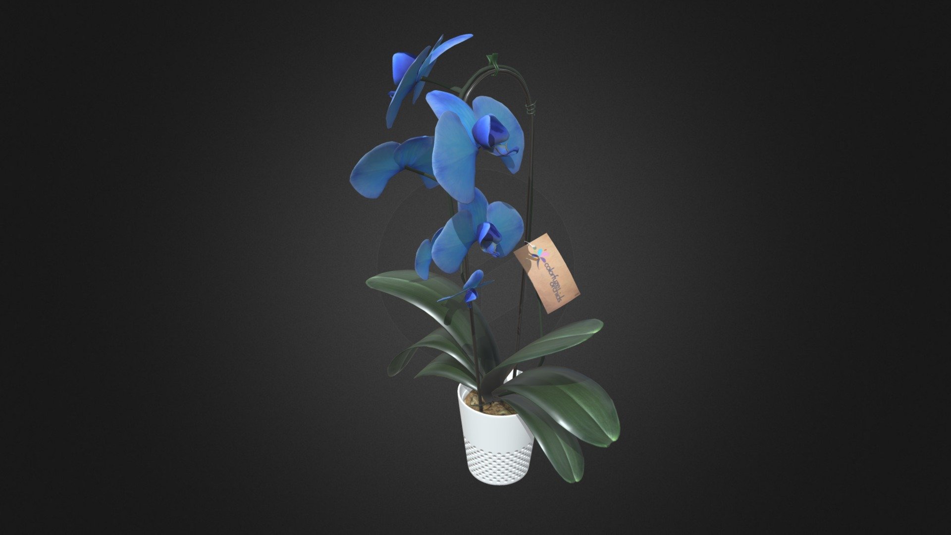 Orchid - 3D model by Stephanie_Cree (@StephanieCree) [3c7f8cc] - Sketchfab