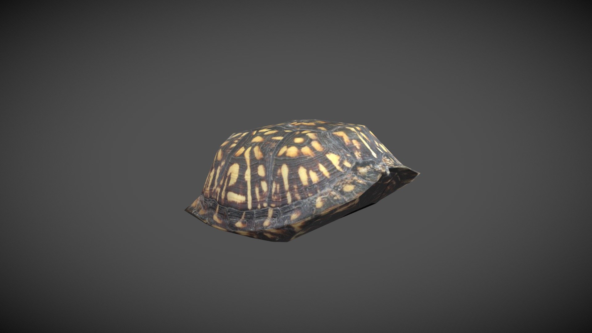 Turtle Shell Mobile Ready - Download Free 3D model by Andrew_F ...