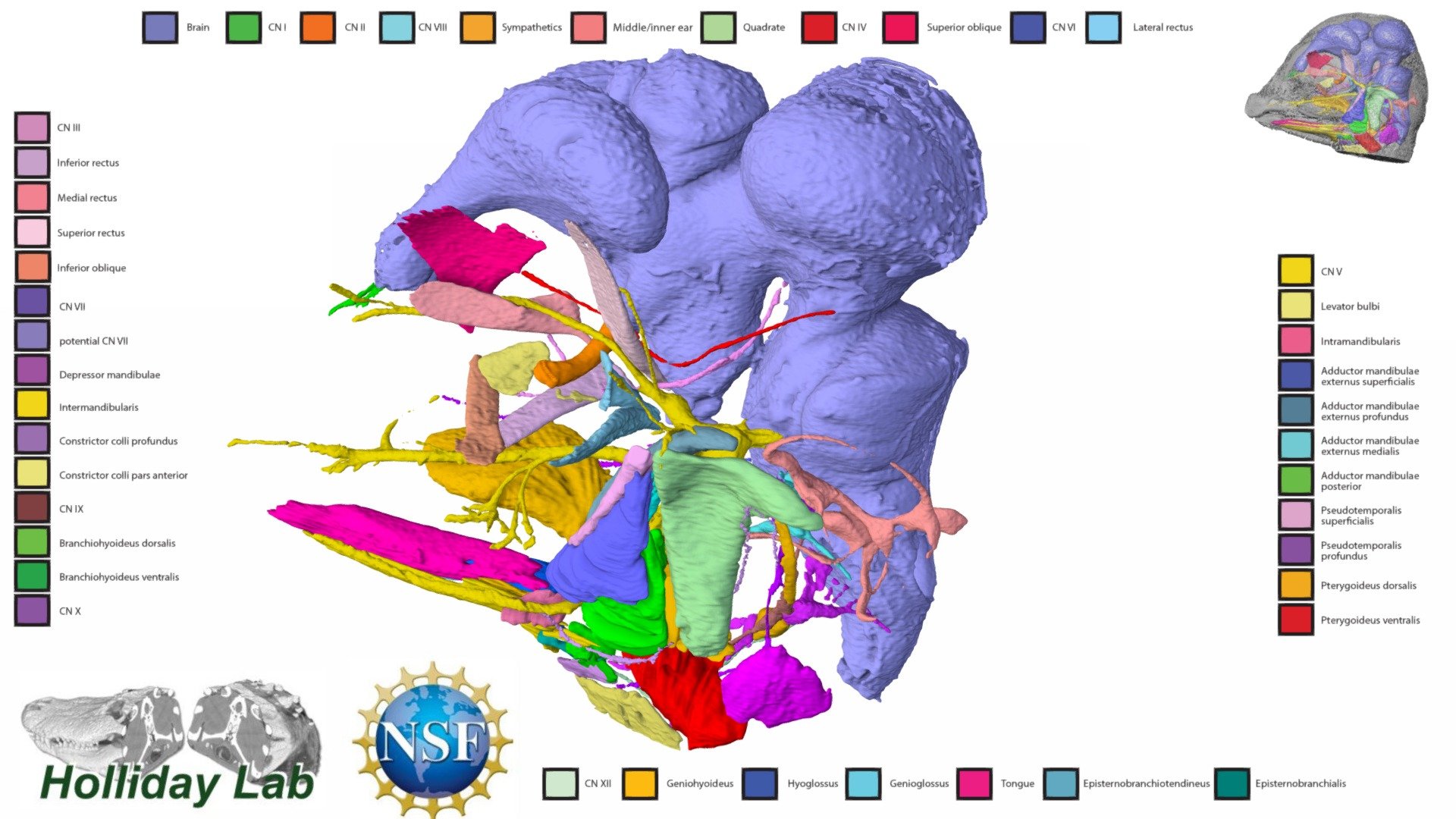 Embryonic Alligator Cranial Nerves and Muscles - Download Free 3D model ...