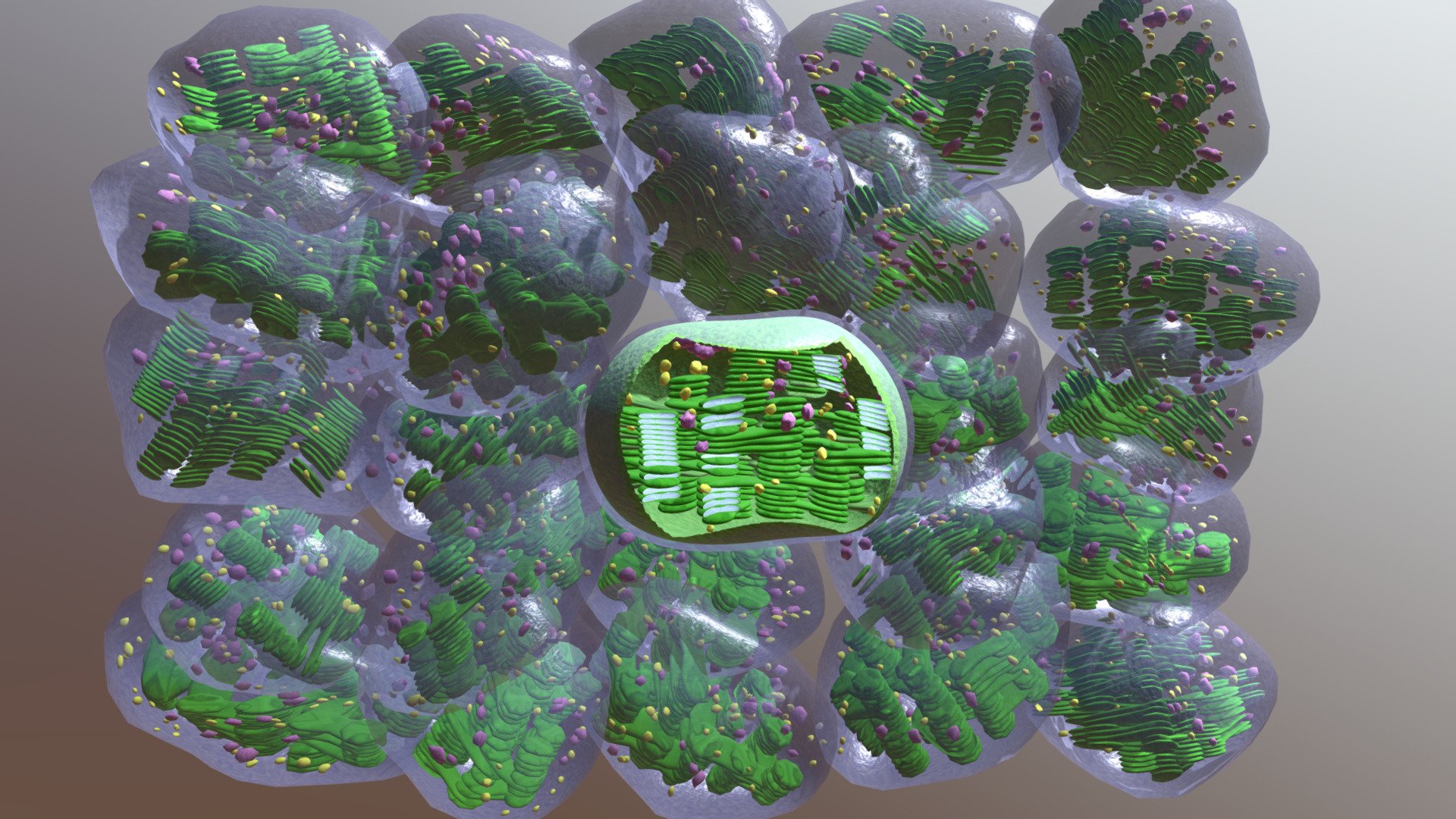 Chloroplasts - Buy Royalty Free 3D model by Sereib [3c85d04 ...