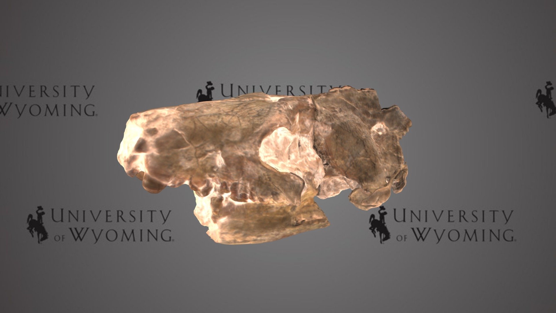 UW1445 - Creodonta, Skull - Download Free 3D model by University of ...