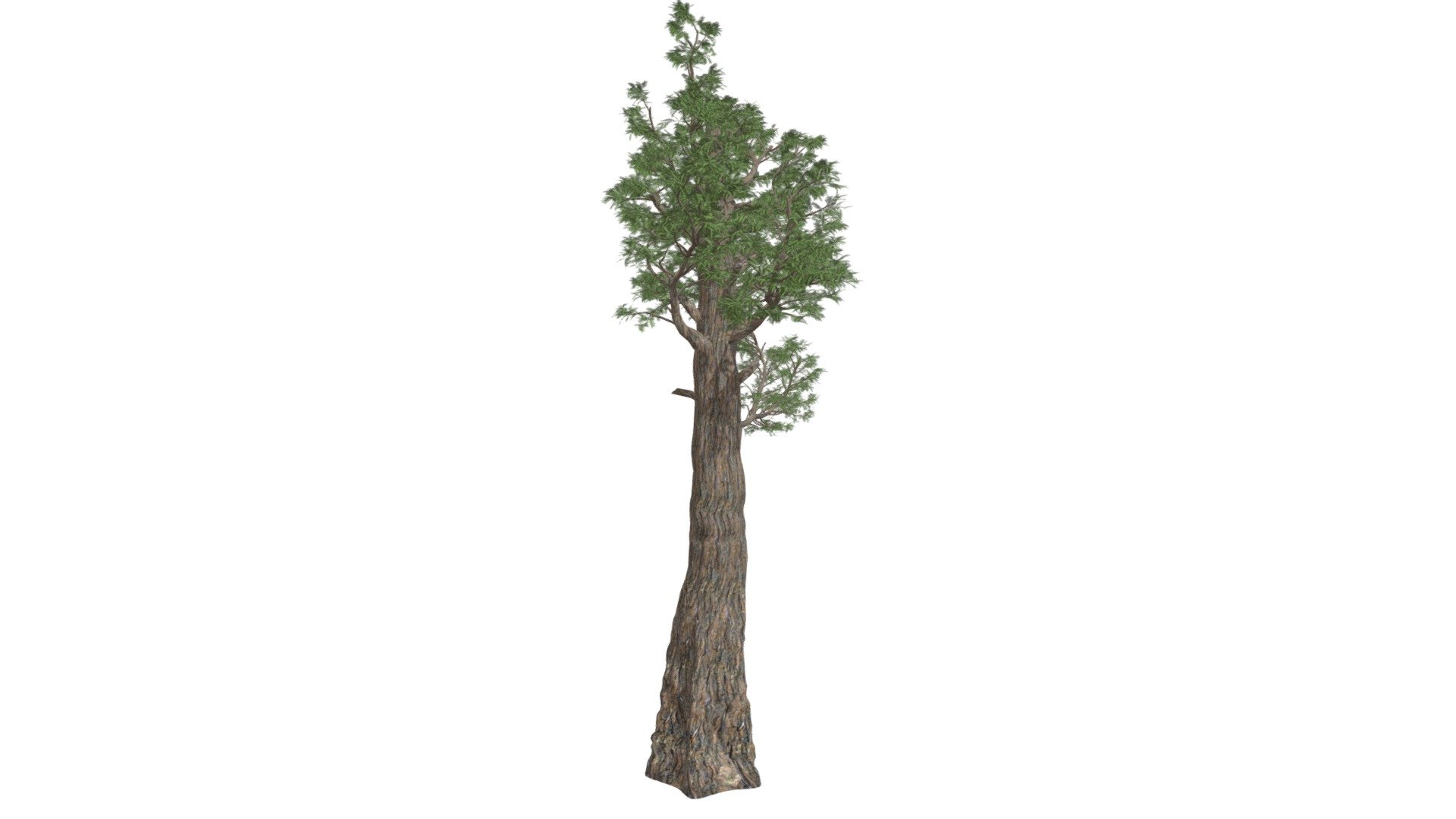Giant Redwood Tree #01 - Buy Royalty Free 3D model by meshshape ...