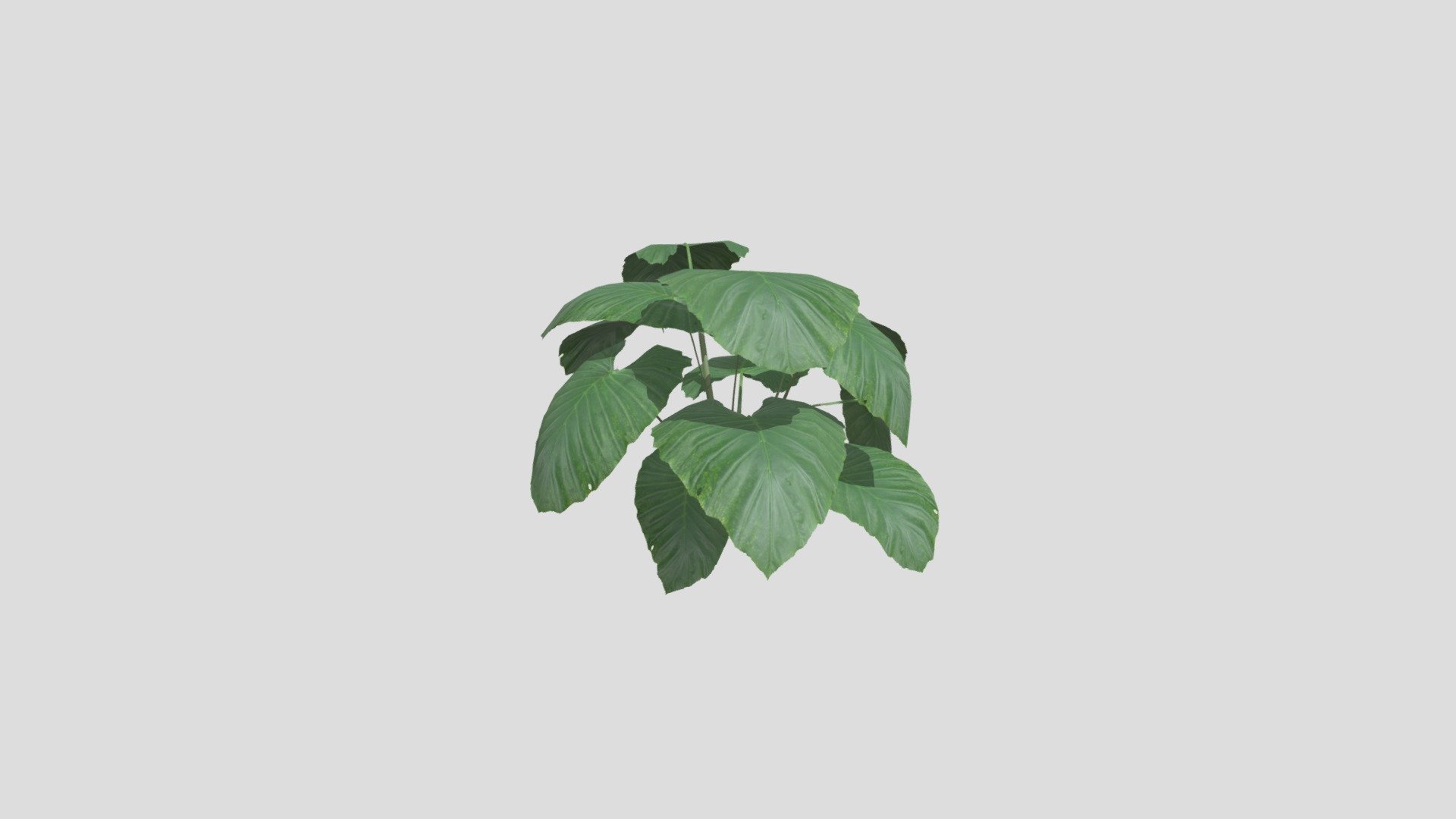 Taro - Download Free 3D model by The_Structure_World [3c9390d] - Sketchfab