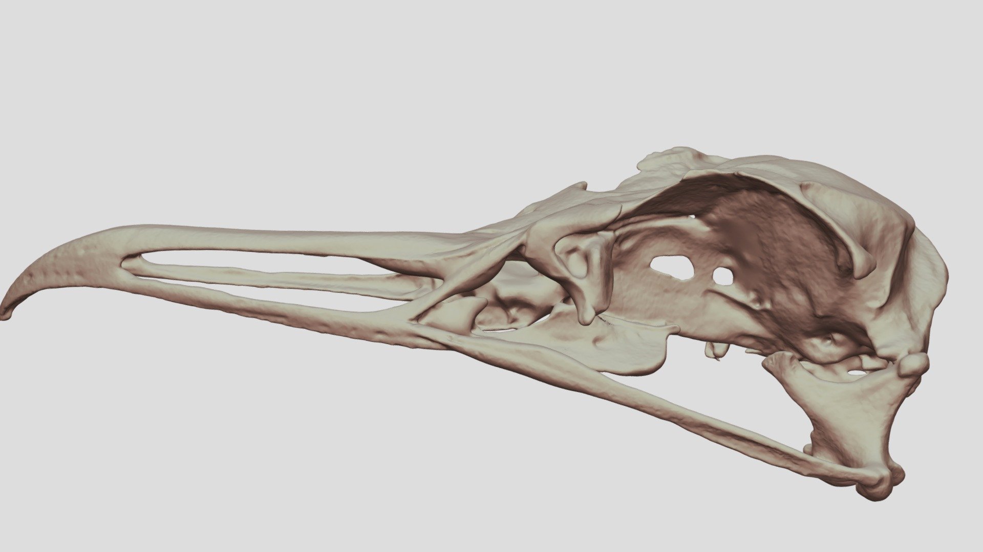 Seagull skull - 3D model by University of Sarajevo - Veterinary faculty ...