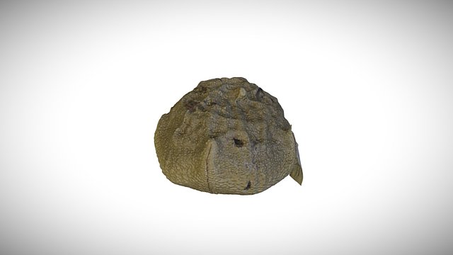 Cushion-star 3D models - Sketchfab