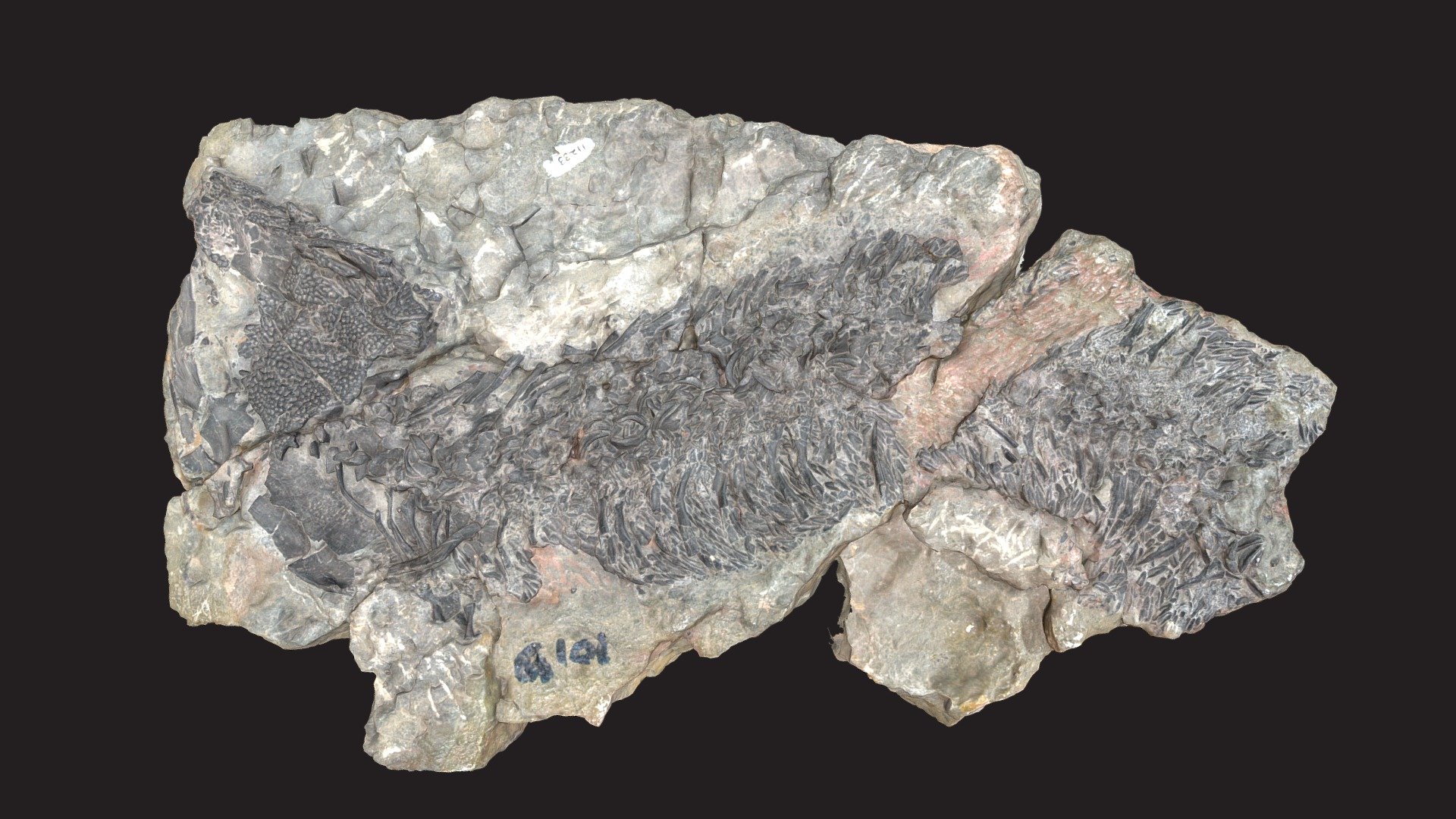 CMNH 11233, Greererpeton - 3D model by Cleveland Museum of Natural ...