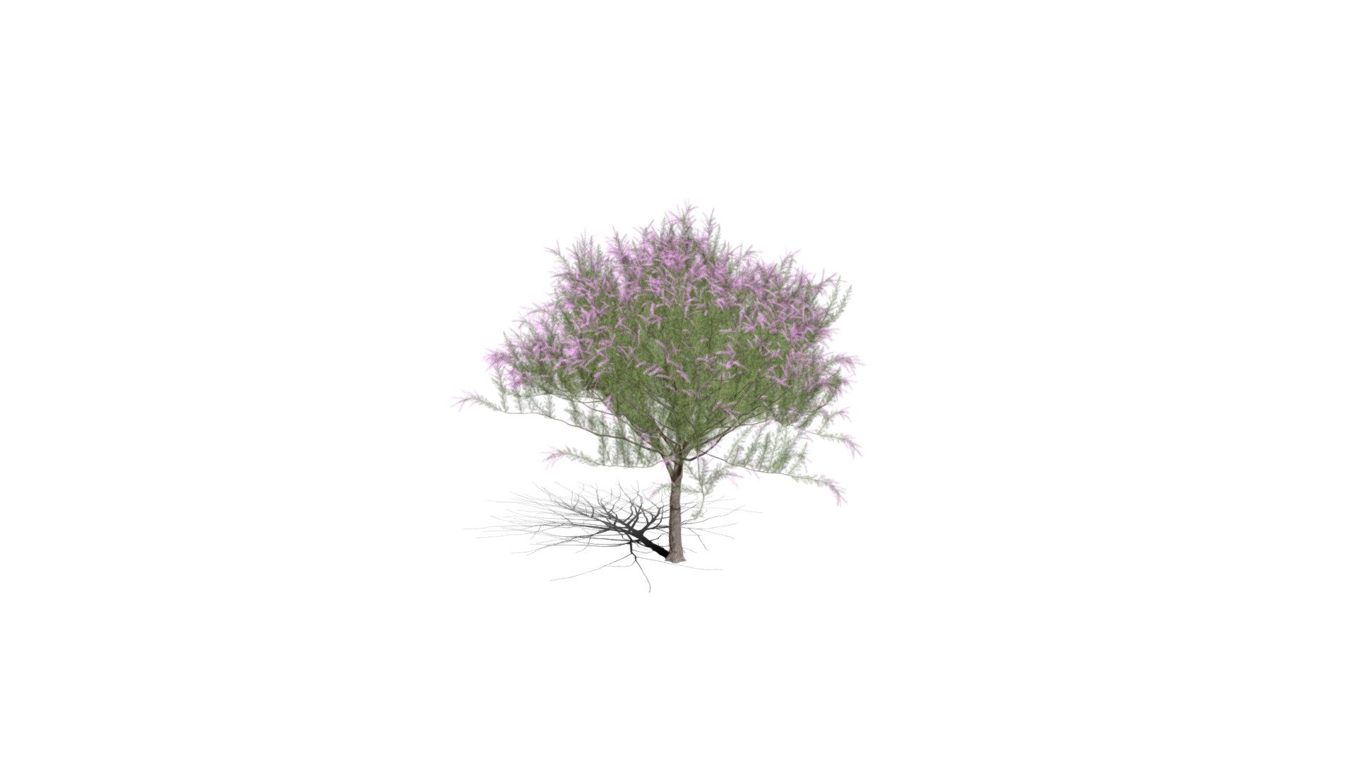Realistic HD French tamarisk (10/20) - Download Free 3D model by ...