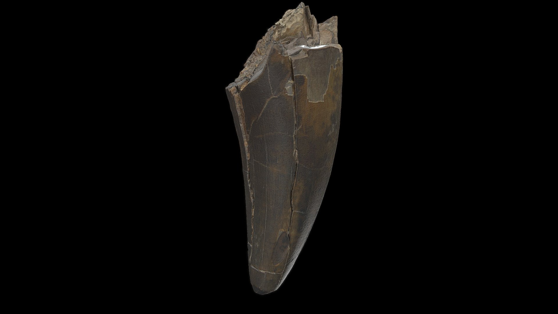 T Rex Tooth 3D Scan - 3D model by Laser Design (@Laserdesign) [3ca450c ...