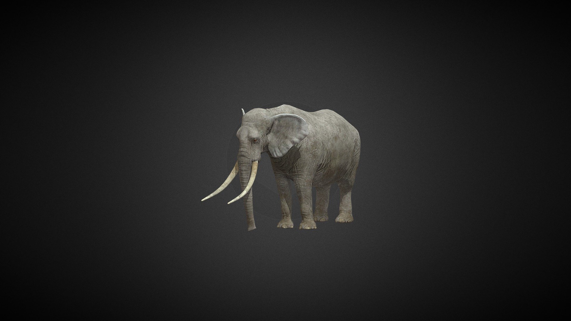 3D Elephant - Rigging and Animation - 3D model by Maru Studio ...