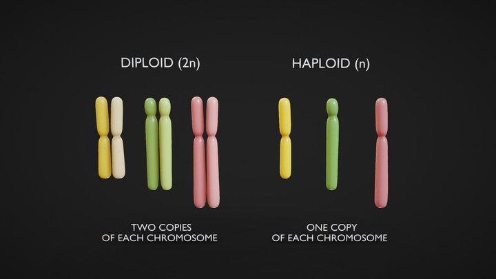 Chromosome 3D models - Sketchfab