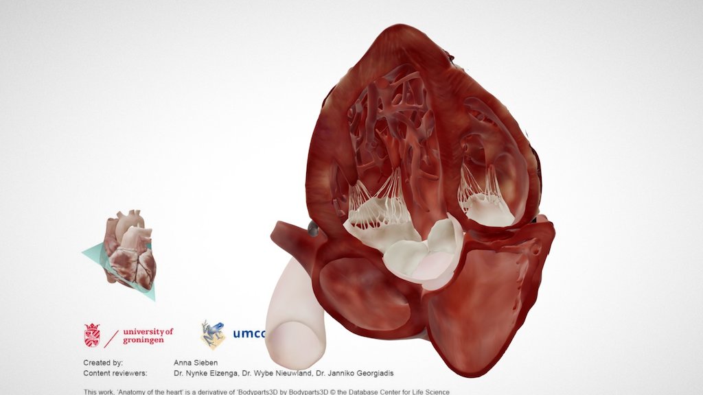 Cardiac anatomy: echocardiography - A 3D model collection by E-learning ...