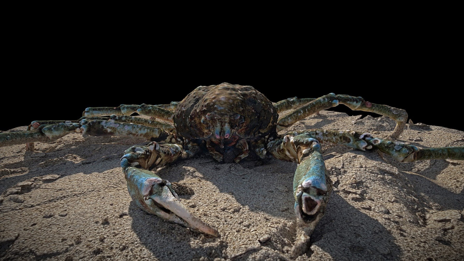 SheepCrab - 3D model by ShacharWeis [3cac0a9] - Sketchfab
