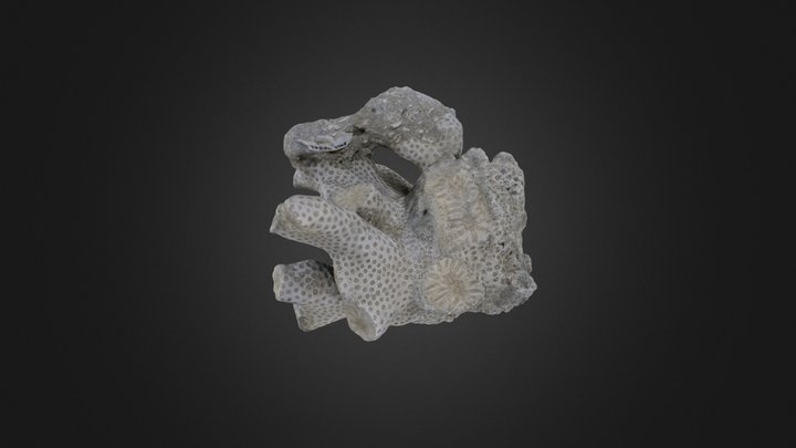 Sclearactinian 3D models - Sketchfab