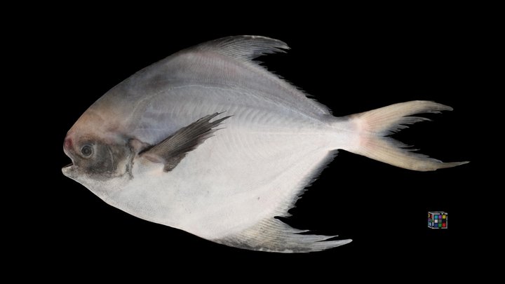 Stromateidae 3D models - Sketchfab