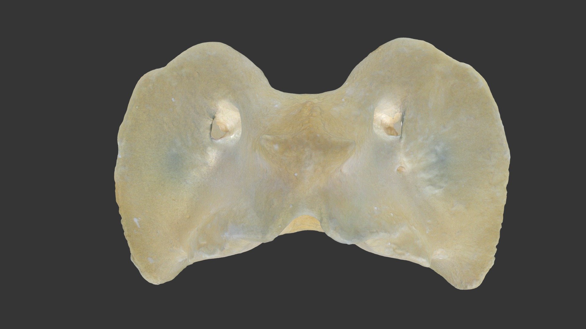 Bovino: Atlas (C1) - 3D model by PaleoLab-ULE [3cbb9b9] - Sketchfab