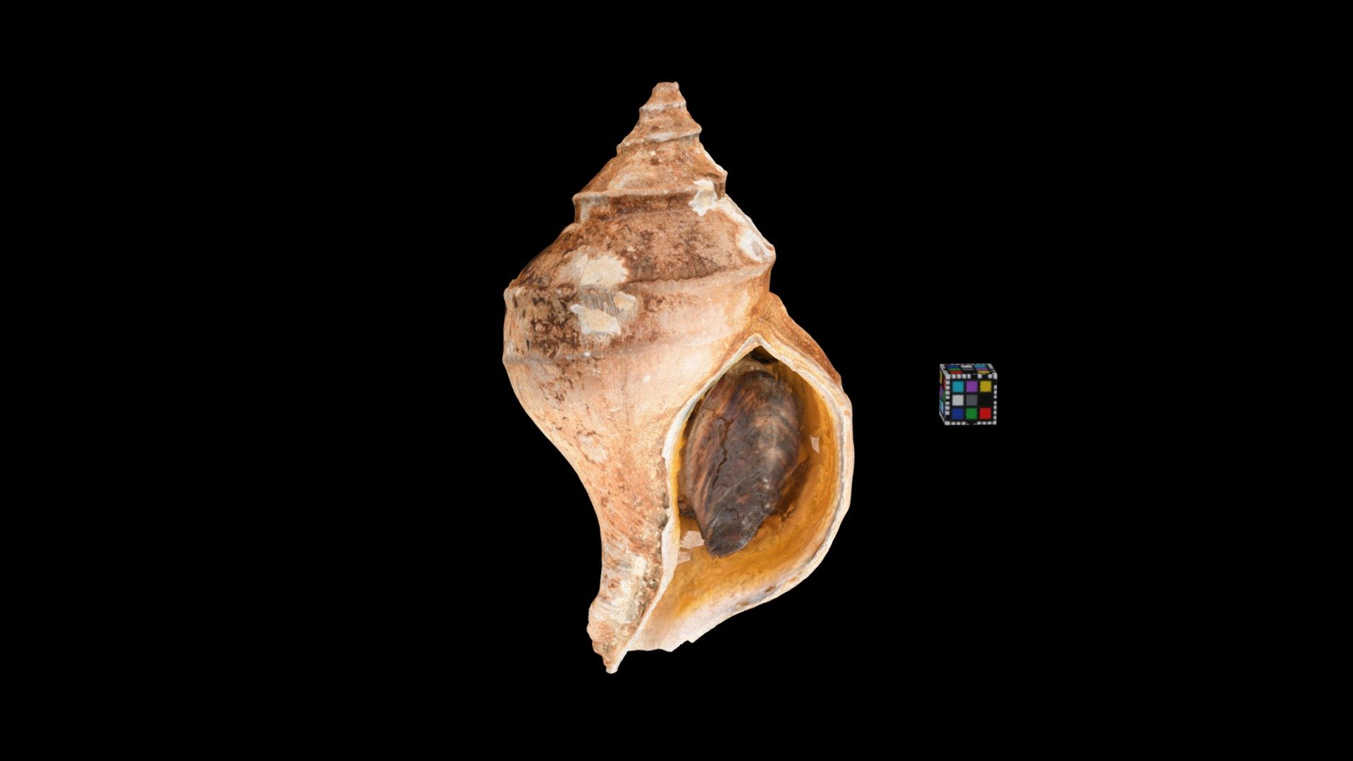 アツエゾボラ Thick Neptune Snail, Neptunea heros - Download Free 3D model by ffish.asia / floraZia.com ...