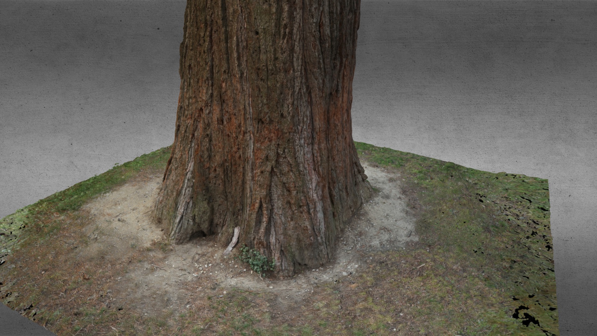 Séquoia - 3D model by Drone-HD (@maupate.eric) [3cbdac2] - Sketchfab