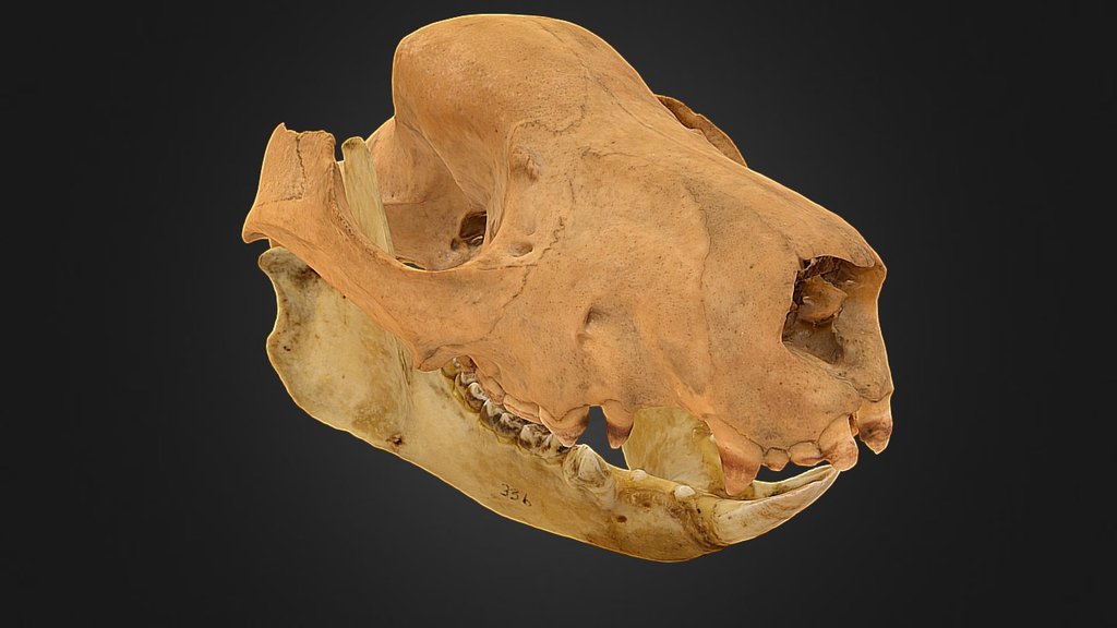 Cuscus Skull (Cranium and Mandible) - 3D model by Adddy [3cc870e ...