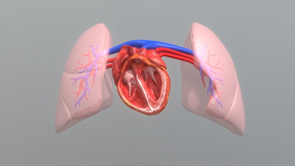 Cardiovascular system - A 3D model collection by abc123umesh - Sketchfab