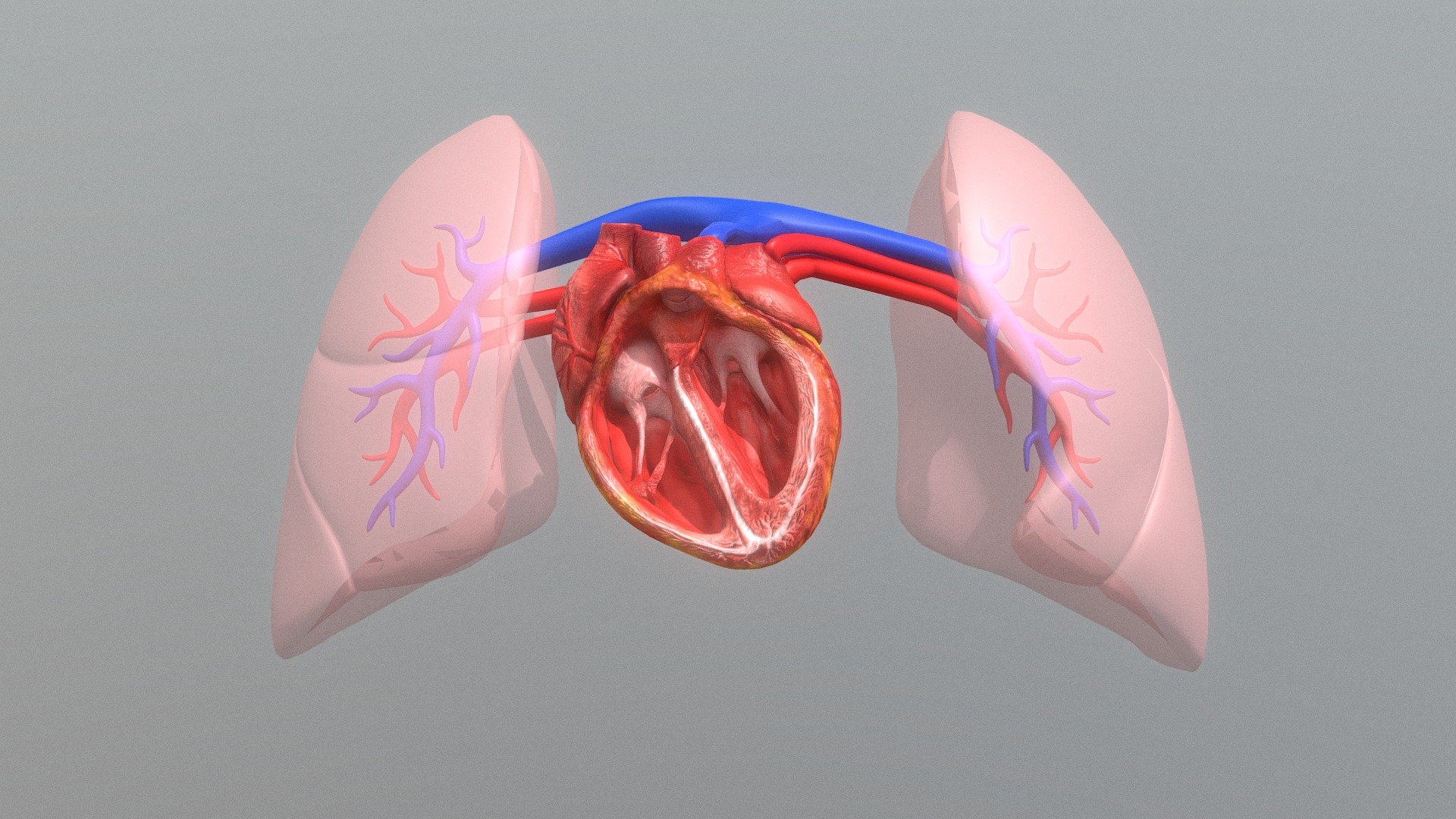 Pulmonary Circulation - Buy Royalty Free 3D model by Jack Nan ...