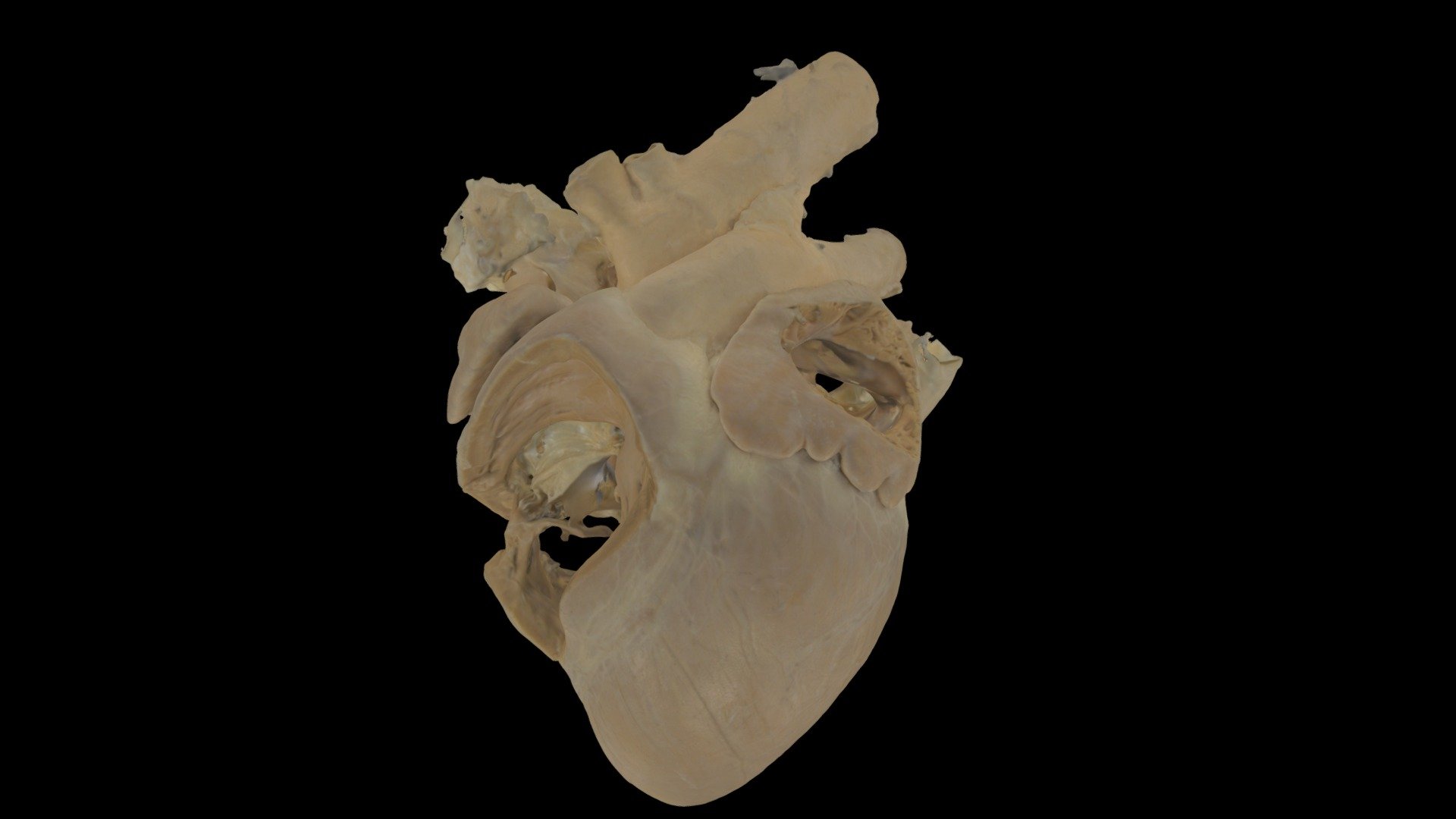 Plastinated Deer Heart - Download Free 3D model by VisibleHeartLabs ...
