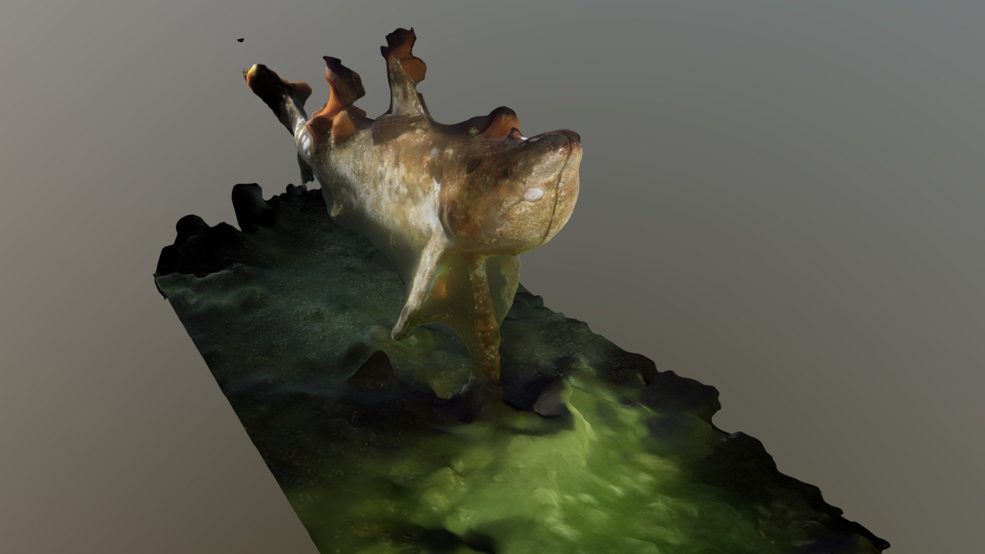 Redondo Shark (Colin) - 3D model by GUE Seattle (@GUESeattle) [3cd2595 ...