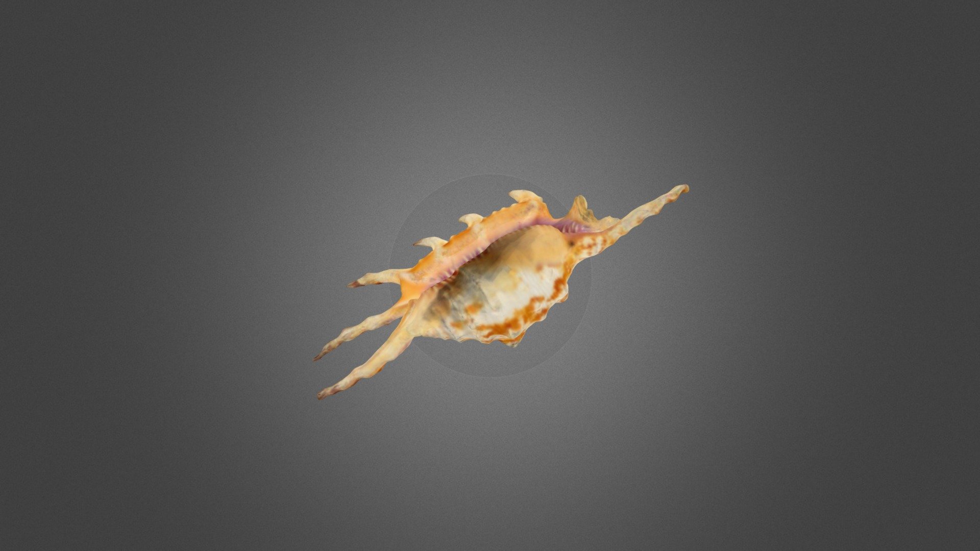 Shell - 3D model by dimitruk [3cd47c3] - Sketchfab