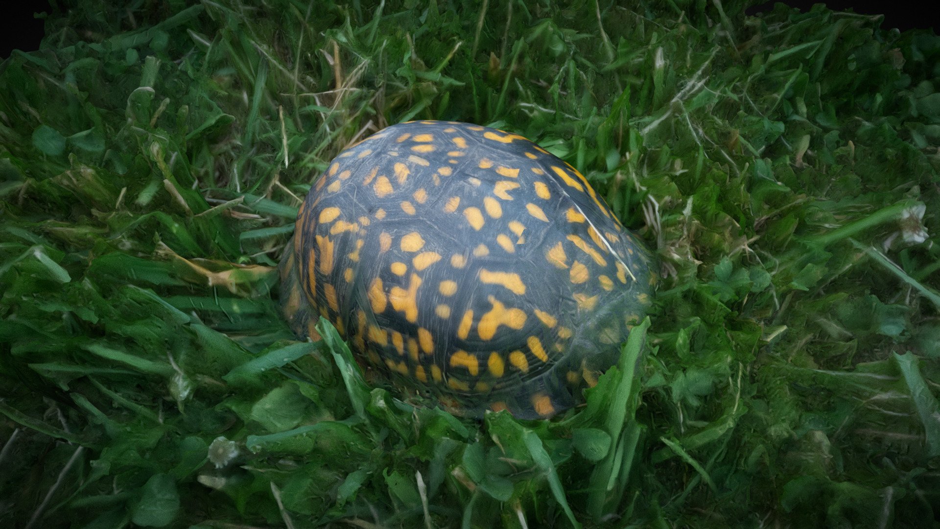 Box Turtle 2 - 3D model by Lexzach (@bowdenville) [3cd804d] - Sketchfab
