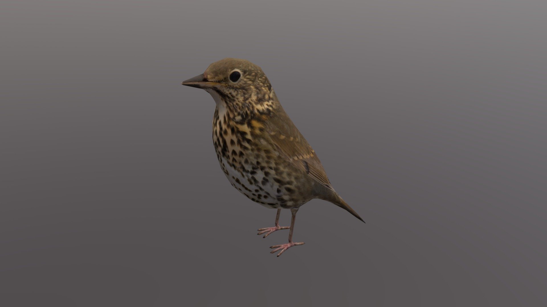 Thrush - 3D model by begoston [3cd9c78] - Sketchfab