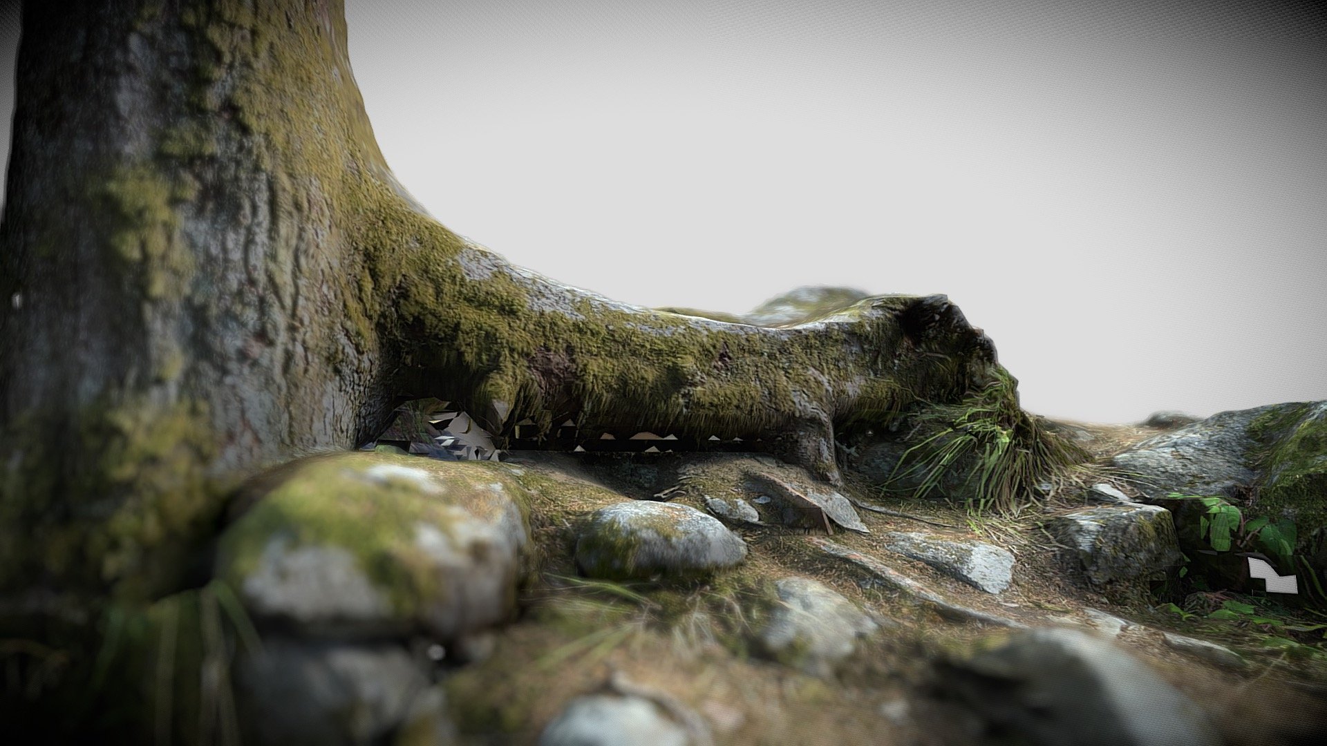 Tree roots on Rock - Download Free 3D model by Jimmy (@jimmy4371 ...