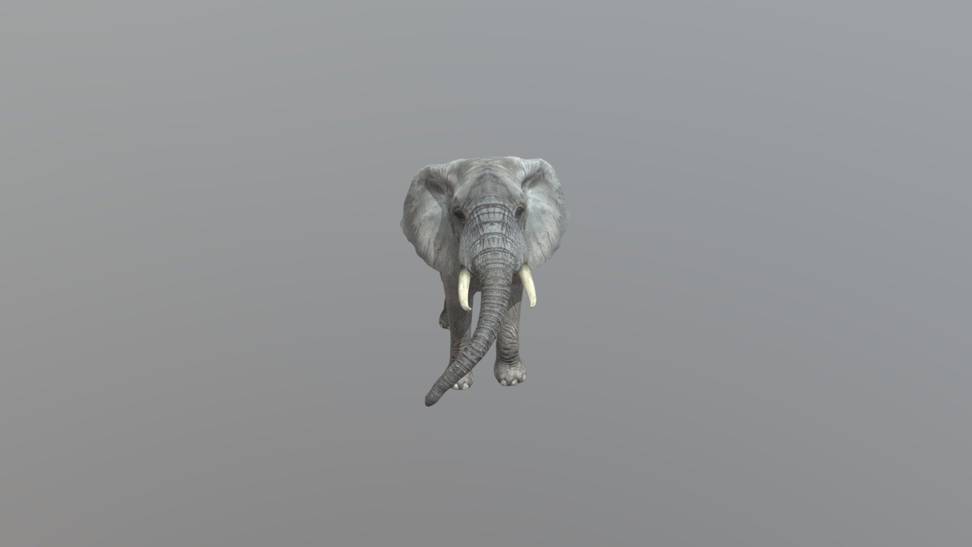 African elephan - 3D model by pj1025 [3cdd559] - Sketchfab