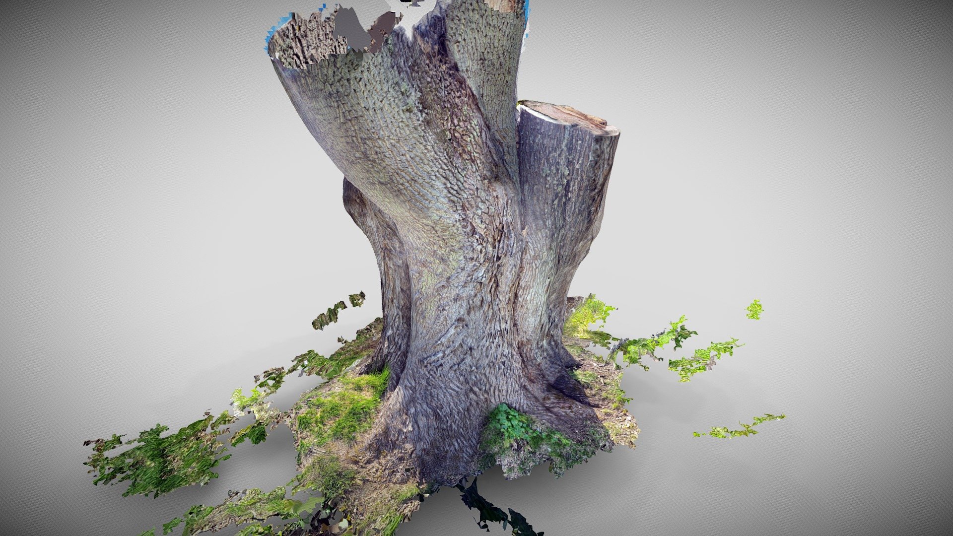 Big tree 3d scan test - Download Free 3D model by Hullken [3ce00f2 ...