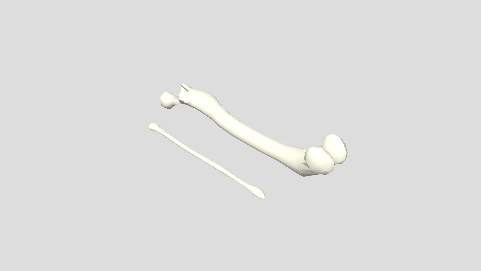 Human Fibula and Femur - 3D model by nbiglin [3ce1c00] - Sketchfab