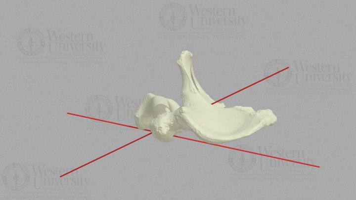 Calcaneus 3D models - Sketchfab