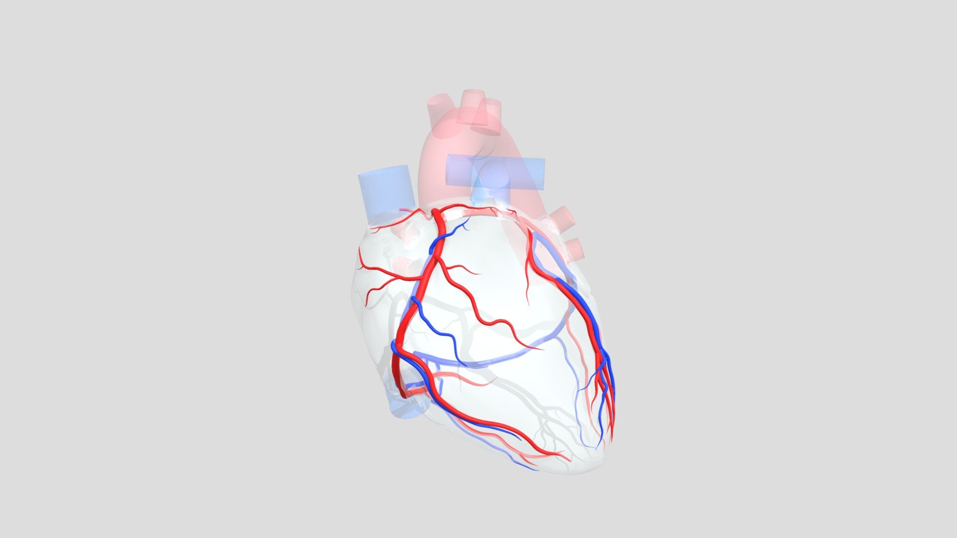 Coronary Vein System - 3D model by jettanutbright [3cebc4b] - Sketchfab